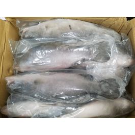 GIANT SEA PERCH - BARAMUNDI